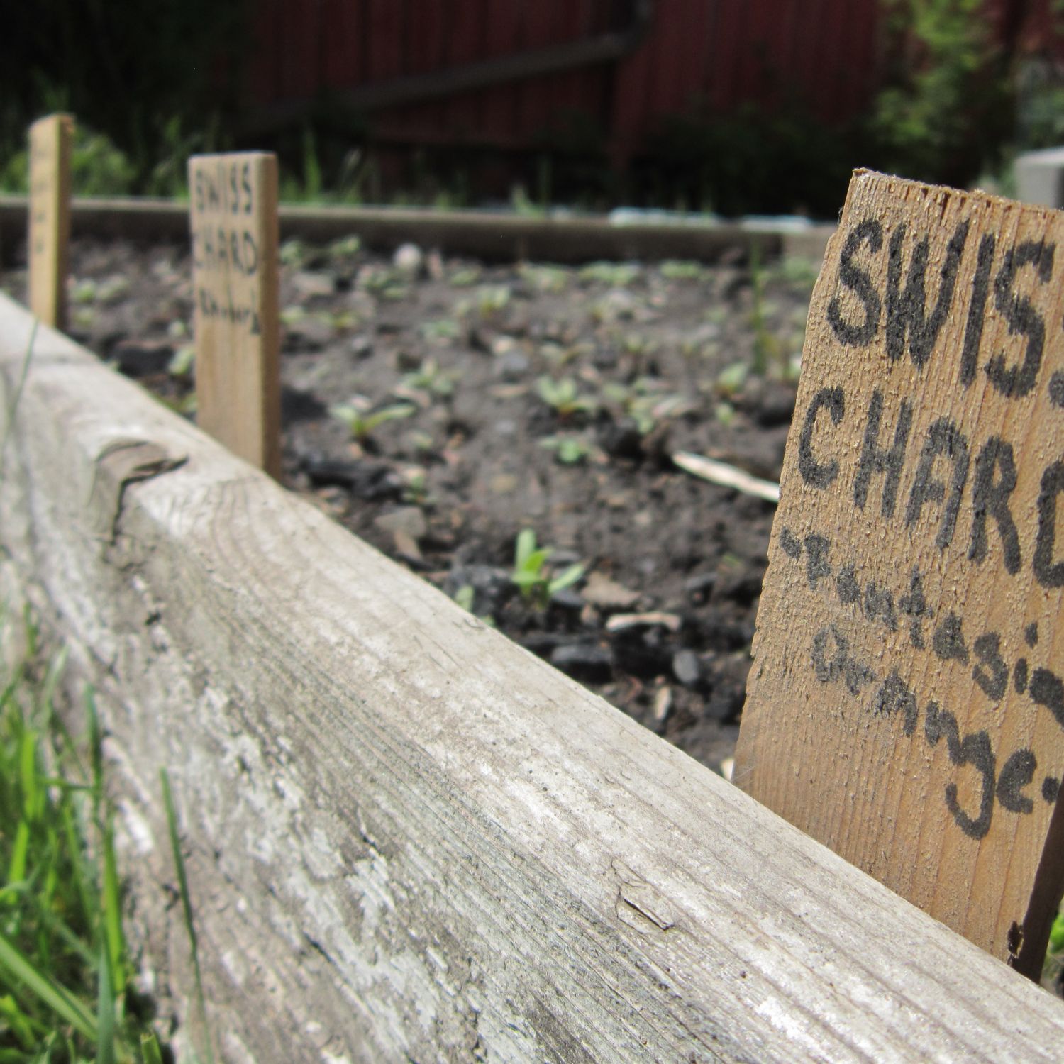 Pea Shoots | Microgreens | Vegetables | Products | MyFarms