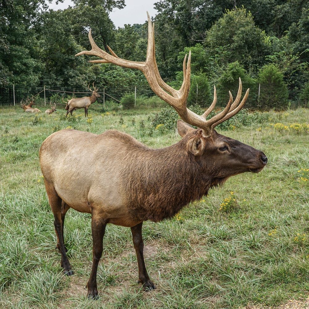 Elk Meat | Elk | Meat & Eggs | Products | MyFarms