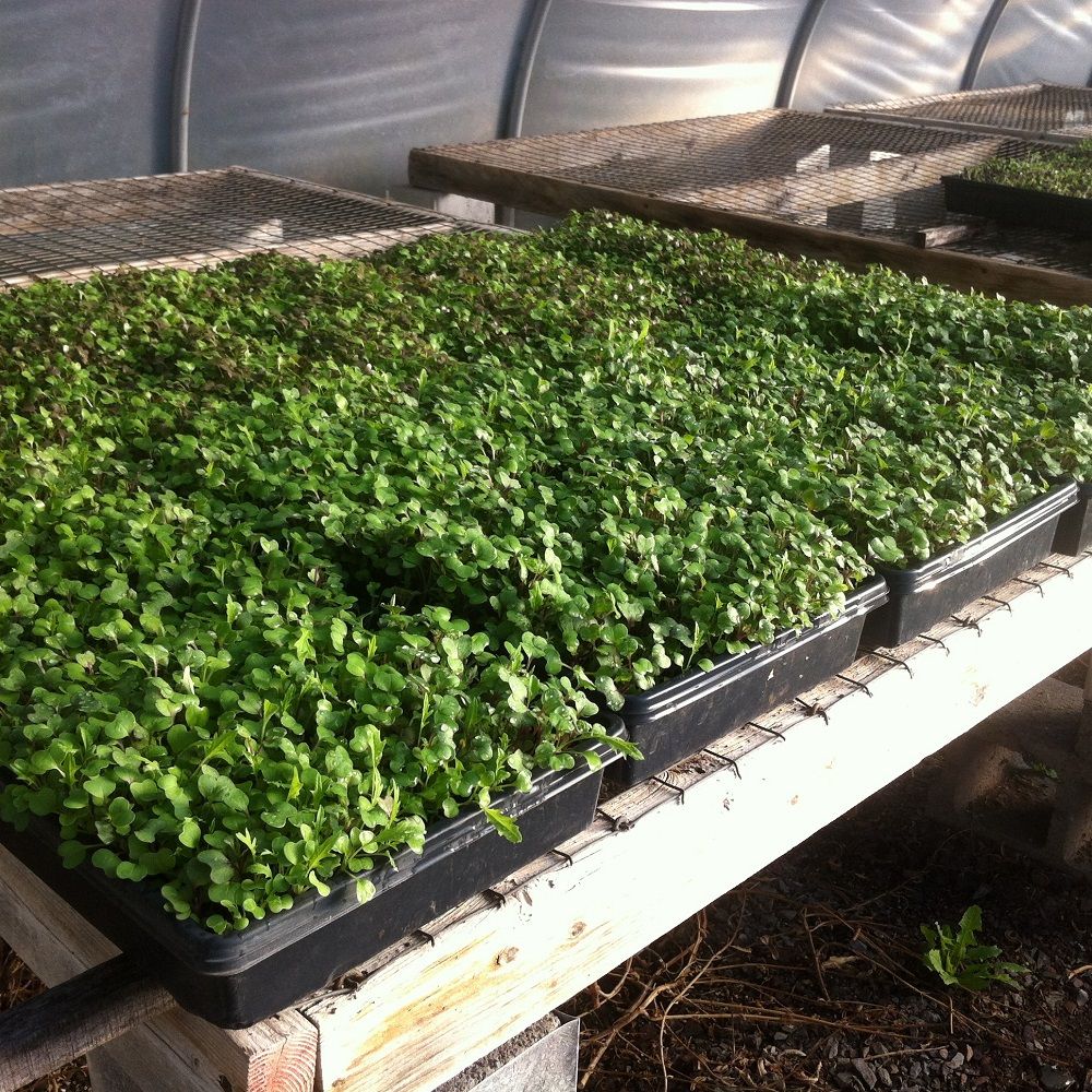 Pea Shoots | Microgreens | Vegetables | Products | MyFarms